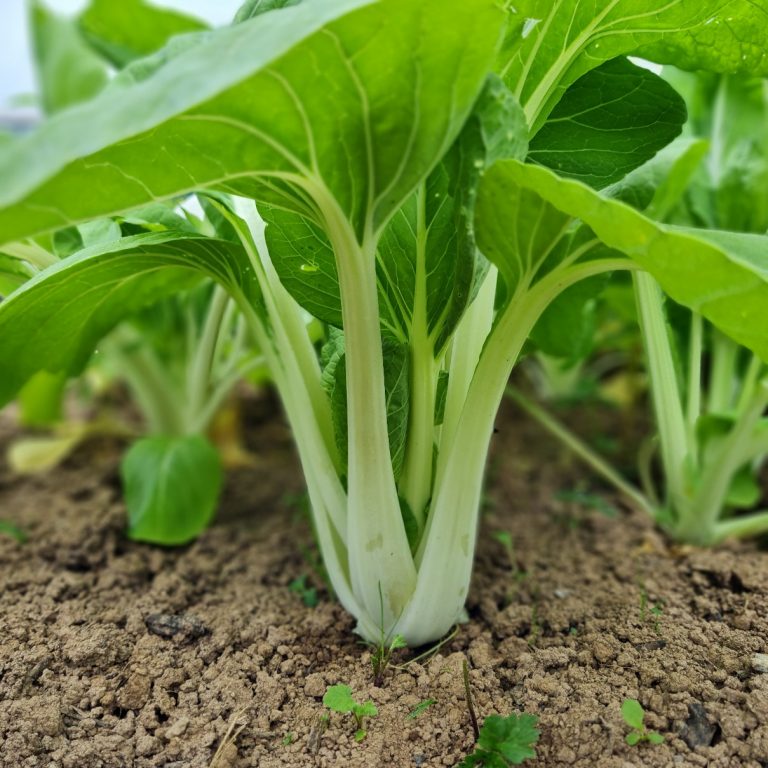 Organic Asian Greens Seeds from Vital Seeds - Easy to grow and versatile