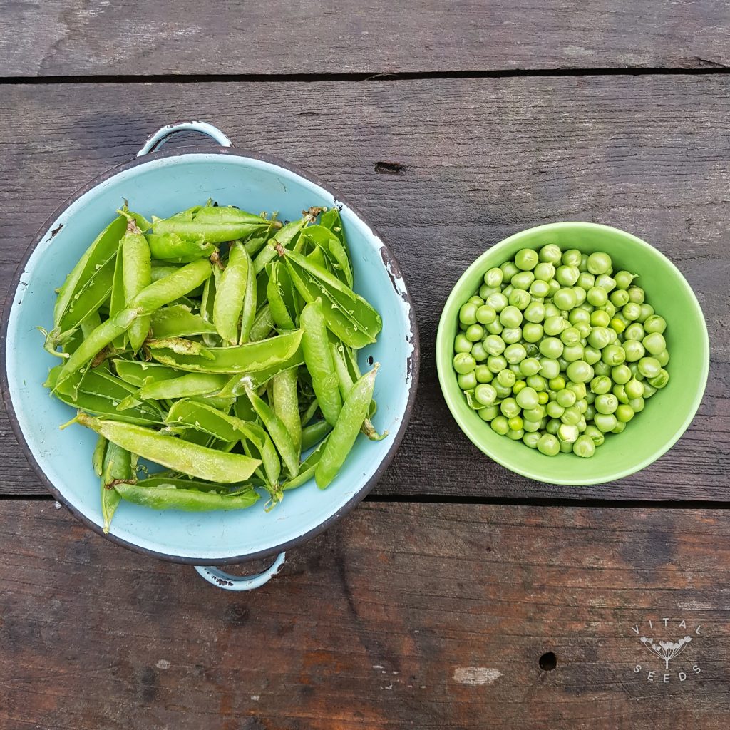 Pea seeds - Vital Seeds - Organic pea seeds for UK gardeners