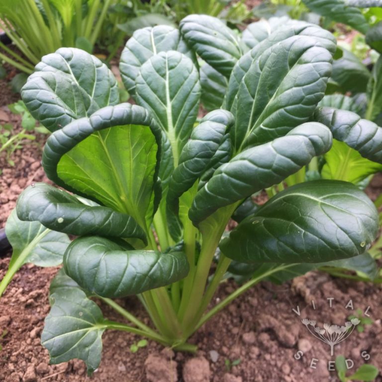 Asian Greens - Tatsoi (Organic) - Vital Seeds