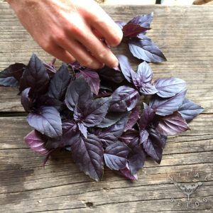 Basil Seeds- Vital Seeds