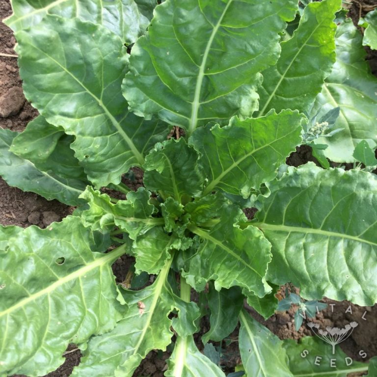 How to grow chard - Vital Seeds