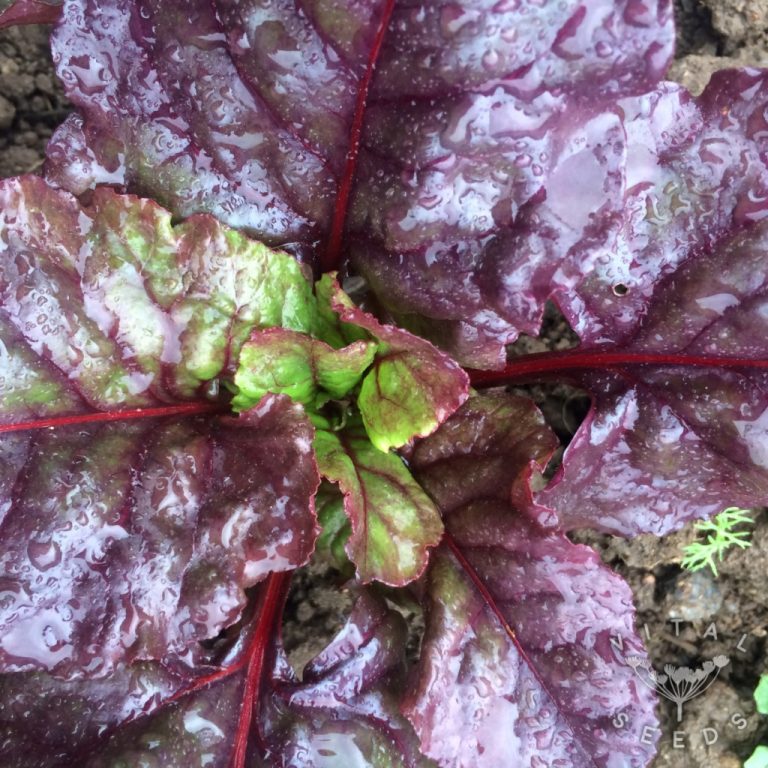 Beetroot Seeds - Vital Seeds - UK seeds for gardeners and growers