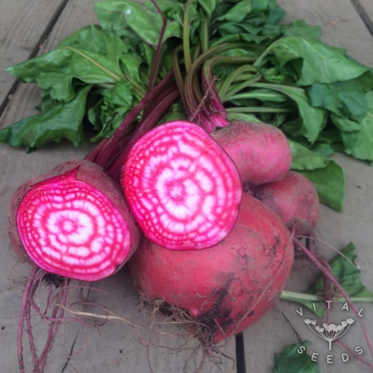 Beetroot Seeds - Vital Seeds - UK seeds for gardeners and growers