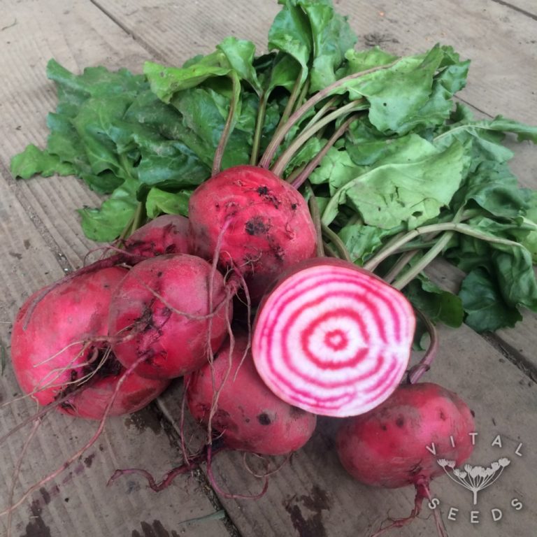 Beetroot - Chioggia (Organic) - Vital Seeds