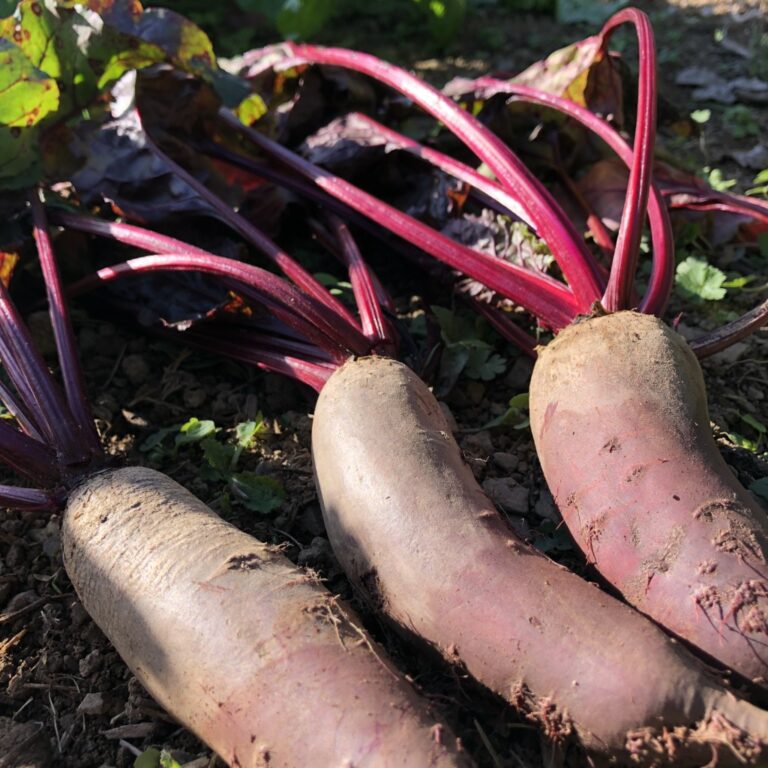 Beetroot Seeds - Vital Seeds - UK seeds for gardeners and growers