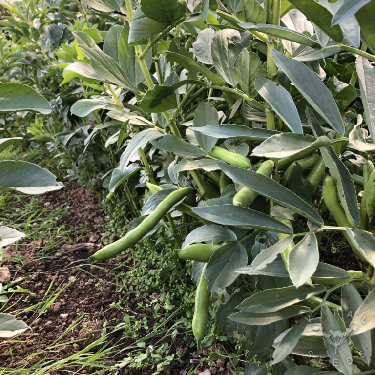 Beans - Vital Seeds
