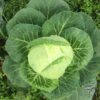 Seeds to sow in April - Vital Seeds