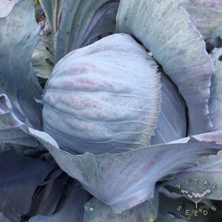 Cabbage Seeds - Vital Seeds - Best seeds for UK gardens