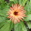 Calendula - Triangle Flashback / Zeolights (Organic) - Vital Seeds