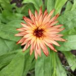 Calendula - Triangle Flashback / Zeolights (Organic) - Vital Seeds