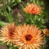 Calendula - Triangle Flashback / Zeolights (Organic) - Vital Seeds