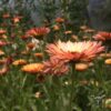 Calendula - Triangle Flashback / Zeolights (Organic) - Vital Seeds