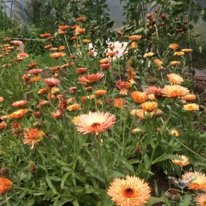 Calendula - Triangle Flashback / Zeolights (Organic) - Vital Seeds