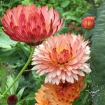 Calendula - Triangle Flashback / Zeolights (Organic) - Vital Seeds