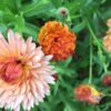 Calendula - Triangle Flashback / Zeolights (Organic) - Vital Seeds