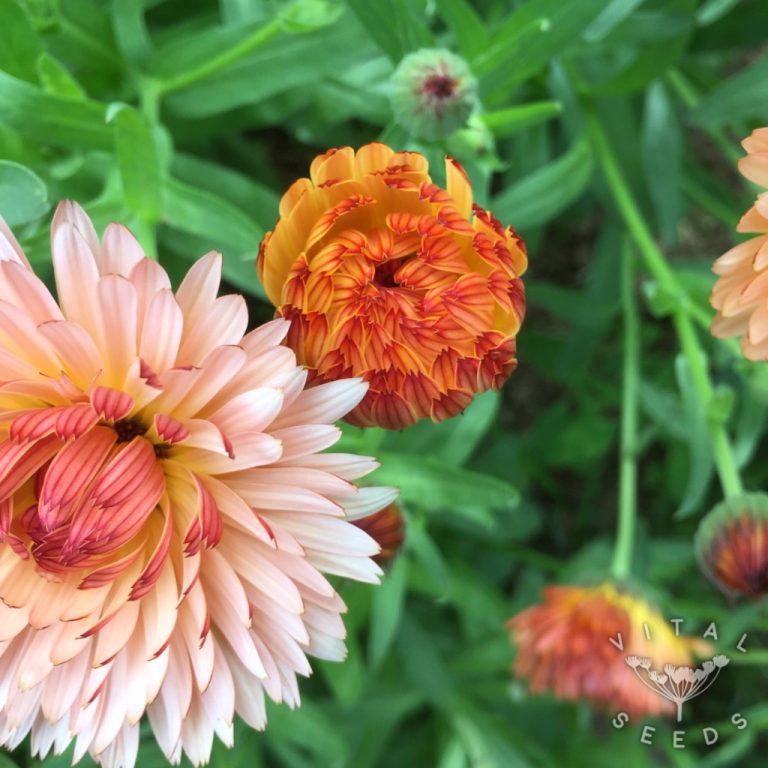 Calendula - Triangle Flashback / Zeolights (Organic) - Vital Seeds