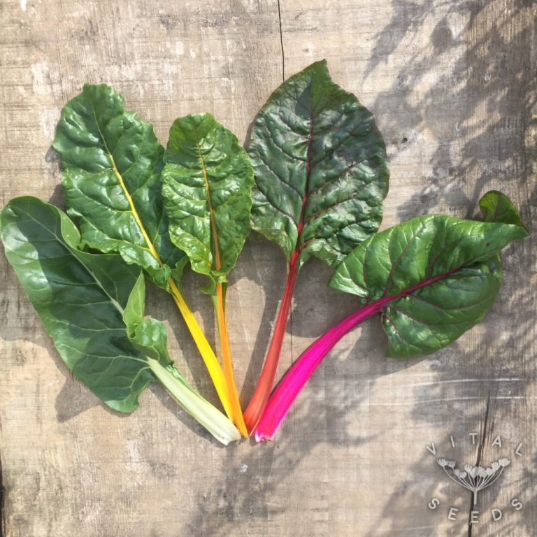 Chard Seeds - Vital Seeds - The best organic varieties for UK