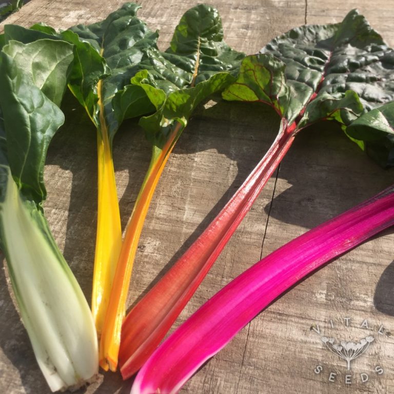 Chard - Five colours (Organic) - Vital Seeds