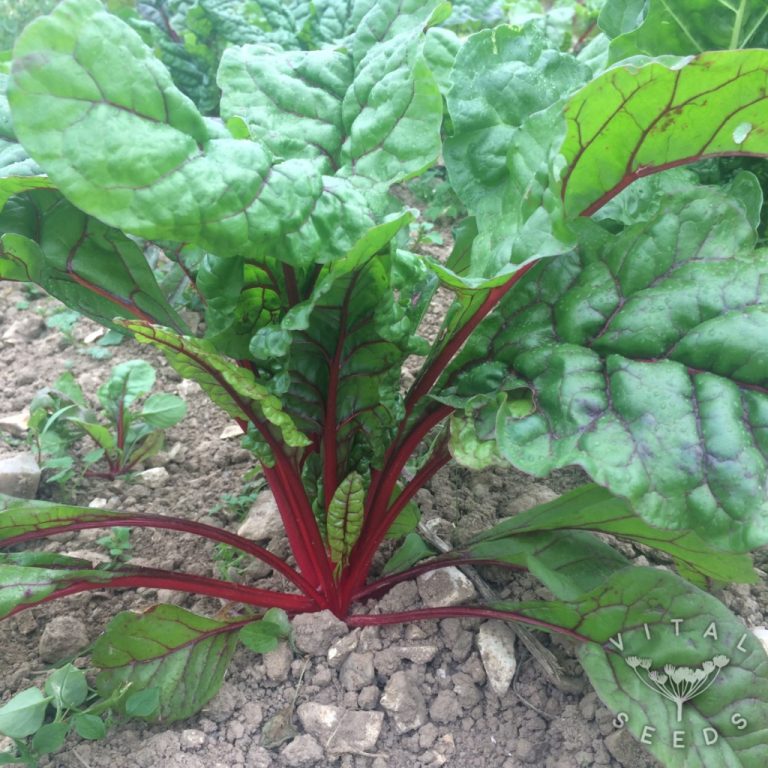 Chard Seeds - Vital Seeds - The best organic varieties for UK