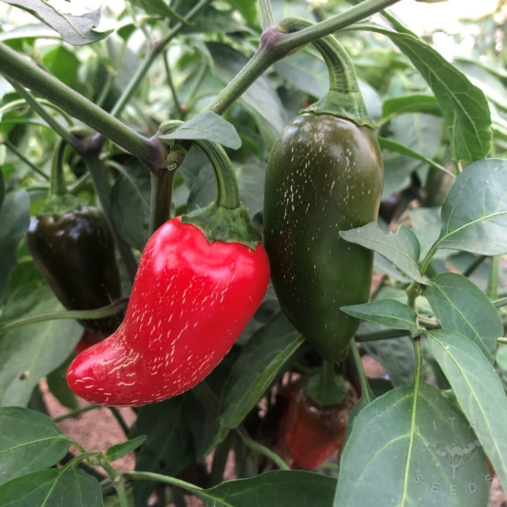 Chilli Seeds - Vital Seeds - Hot and mild varieites of chilli available ...