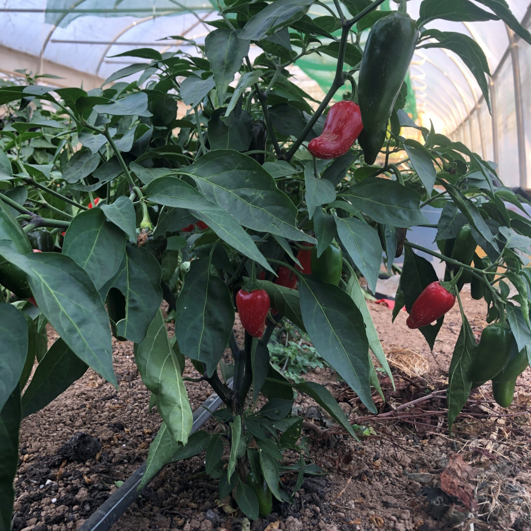 Chilli Seeds - Vital Seeds - Hot and mild varieites of chilli available ...