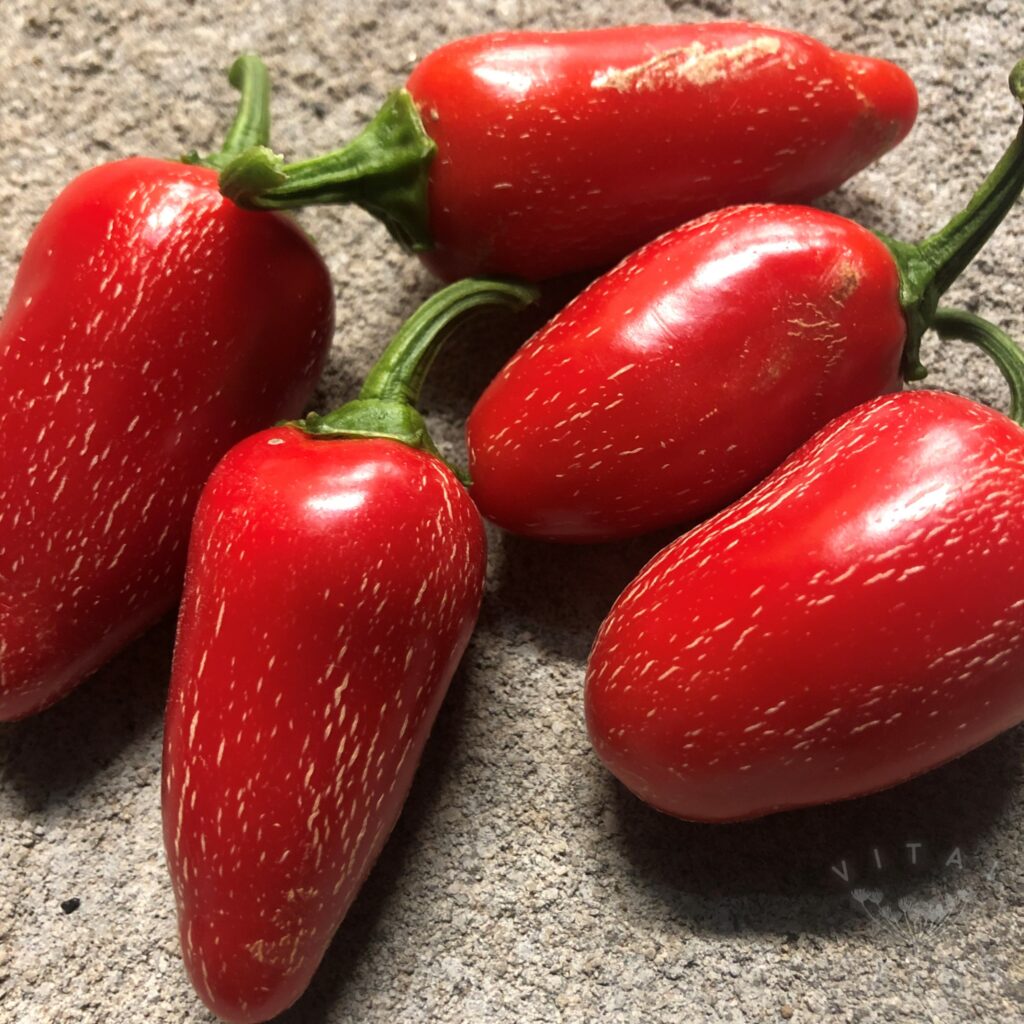 Chilli - Jalapeno, Early (Organic) - Vital Seeds