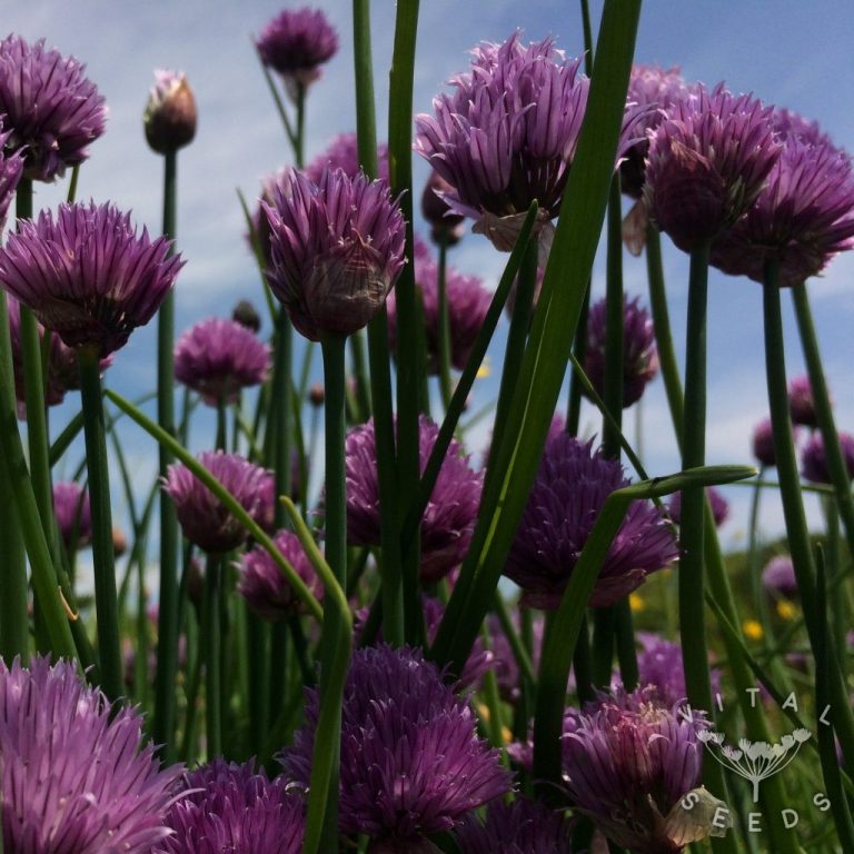 Chives - Common Chives (Organic) - Vital Seeds