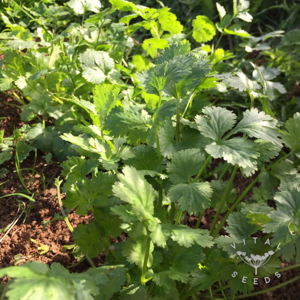 How to grow coriander - Vital Seeds