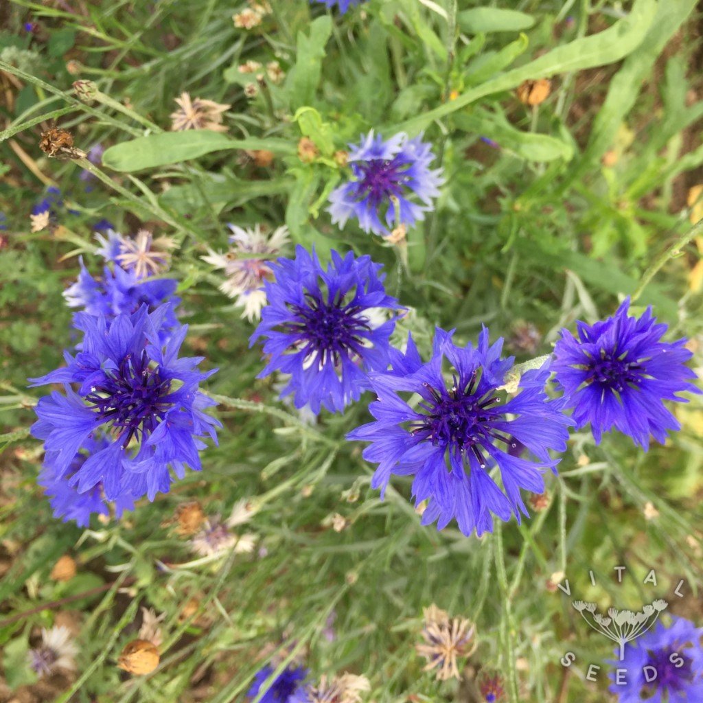 Cornflower Blue Organic Vital Seeds