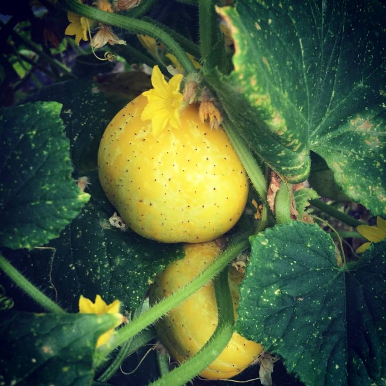 Cucumber - Crystal Lemon (Organic) - Vital Seeds