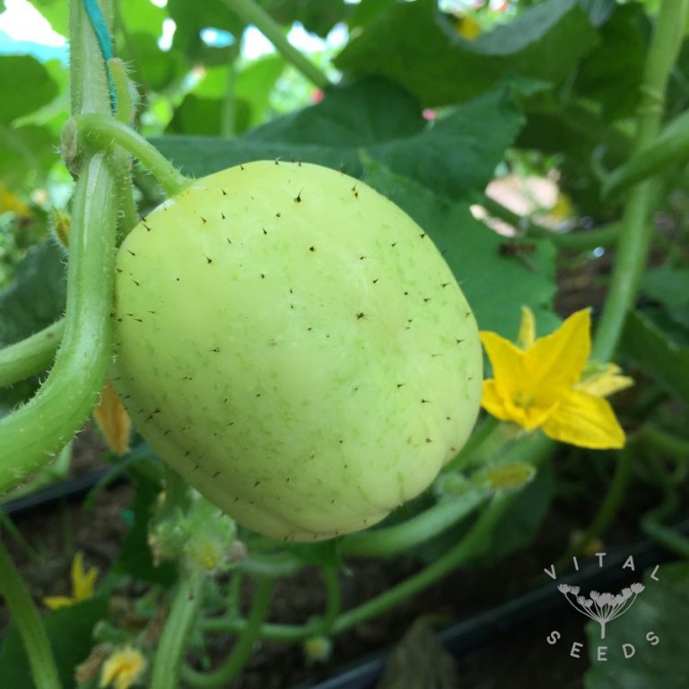 Cucumber - Crystal Lemon (Organic) - Vital Seeds