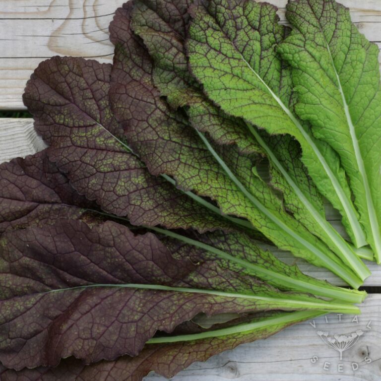 Asian Greens - Giant Red Mustard (Organic) - Vital Seeds