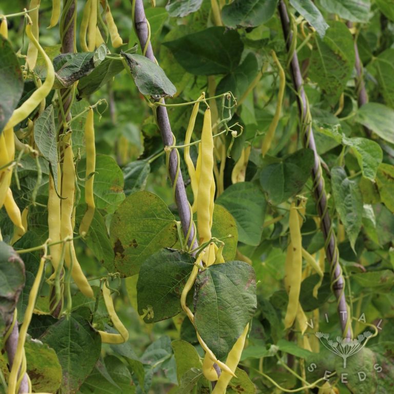 Climbing French bean - Golden Gate (Organic) - Vital Seeds