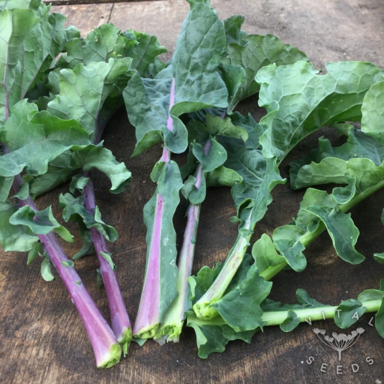 Kale Seeds - Vital Seeds - Great varieties for UK gardeners, superfood!
