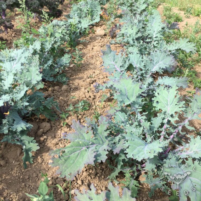 Kale Seeds - Vital Seeds - Great varieties for UK gardeners, superfood!