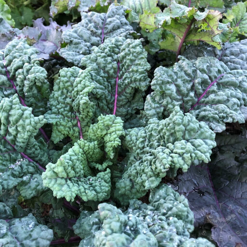 Kale - Tuscan Rainbow (Organic) - Vital Seeds