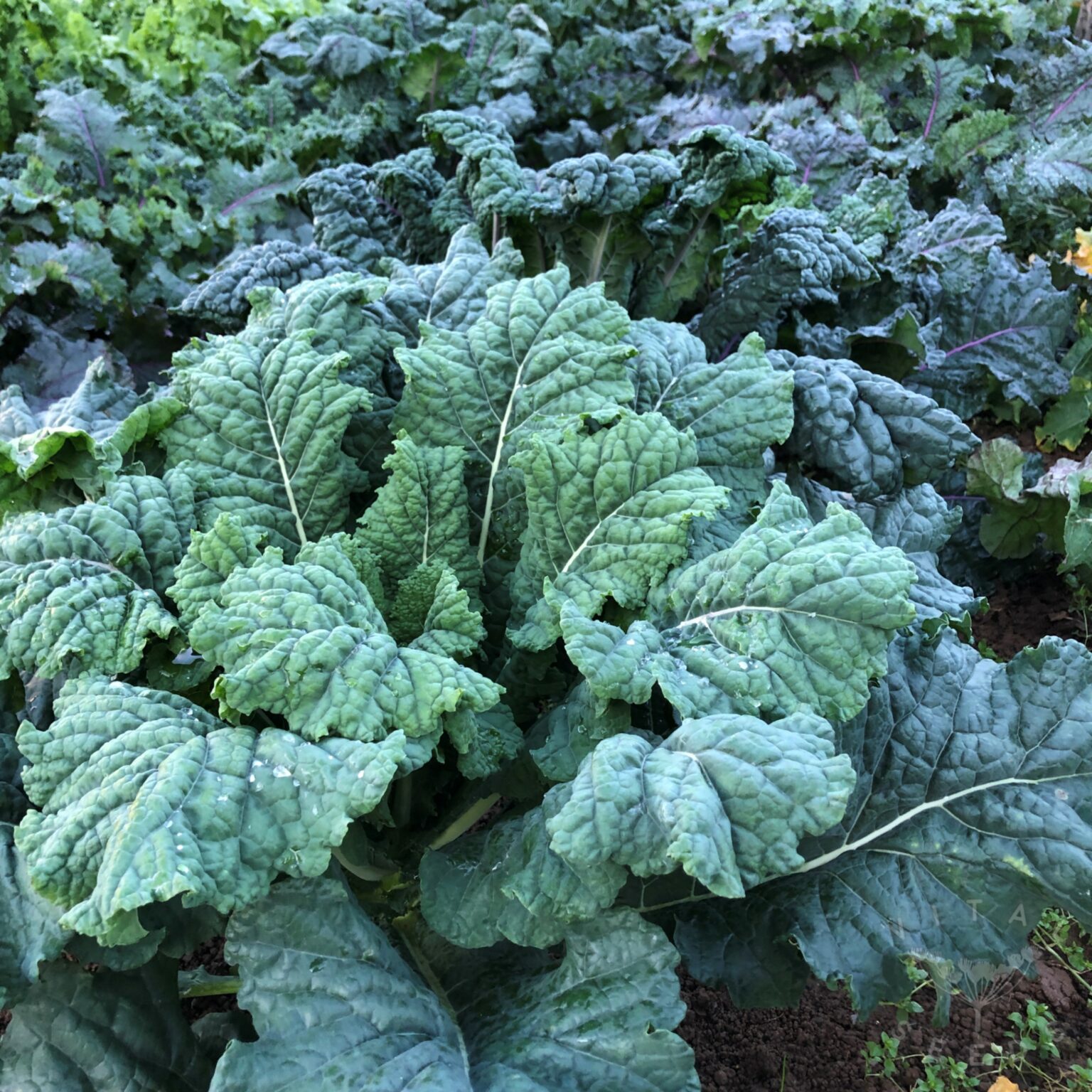 Kale - Tuscan Rainbow (Organic) - Vital Seeds