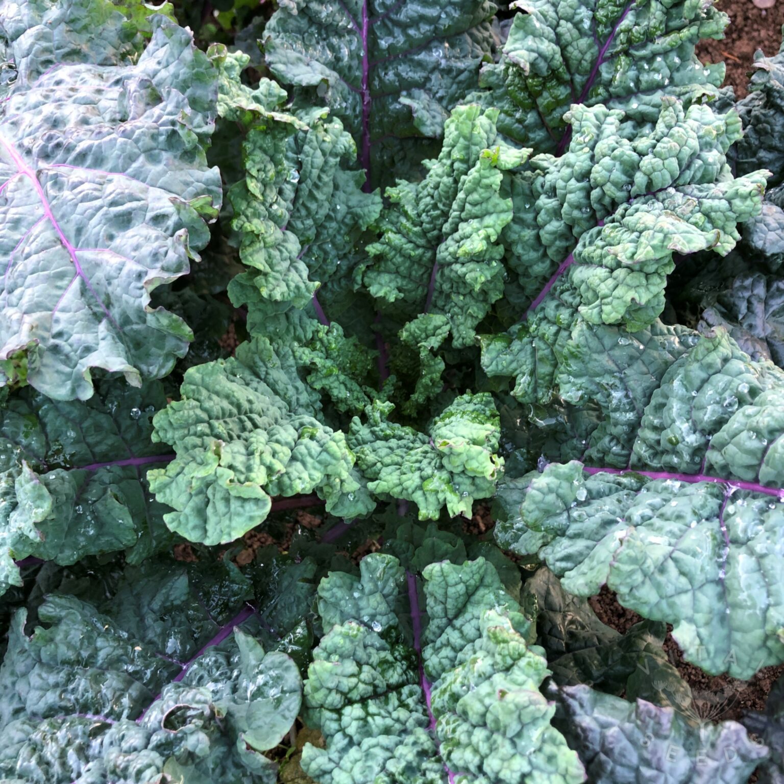 Kale - Tuscan Rainbow (Organic) - Vital Seeds