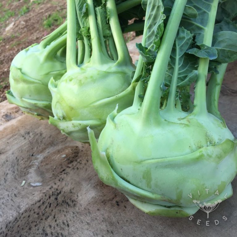 Kohlrabi - Superschmelz (Organic) - Vital Seeds