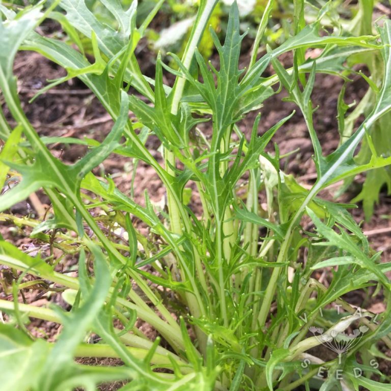 Organic Asian Greens Seeds from Vital Seeds - Easy to grow and versatile