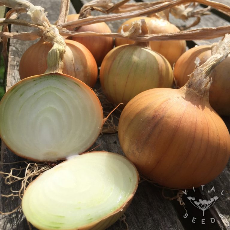 Onion Seeds| Vital Seeds