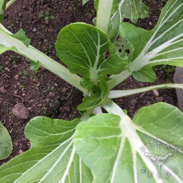 Asian Greens - Pak Choi | Vital Seeds
