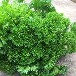 Parsley Seeds- Vital Seeds