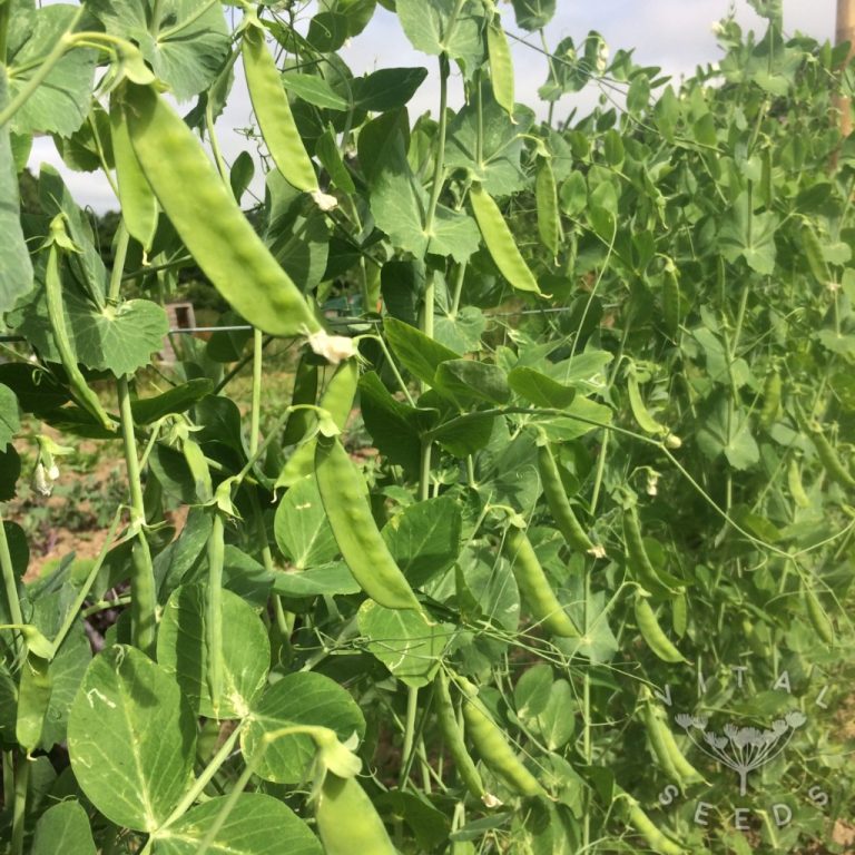 Pea seeds - Vital Seeds - Organic pea seeds for UK gardeners