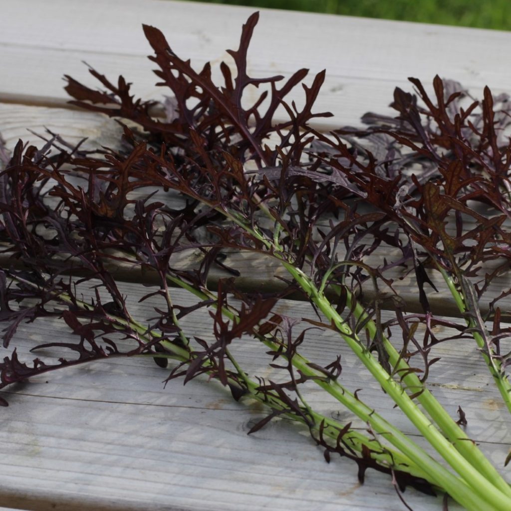 Organic Asian Greens Seeds from Vital Seeds - Easy to grow and versatile