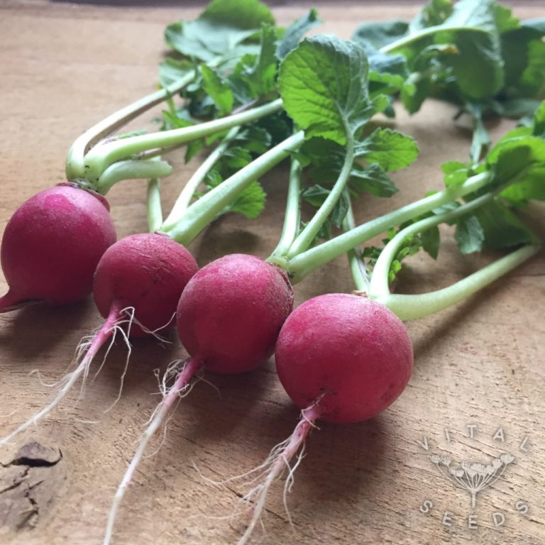Radish Seeds - Vital Seeds - UK organic radish seeds