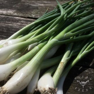 Spring onion - White Lisbon (Organic) - Vital Seeds