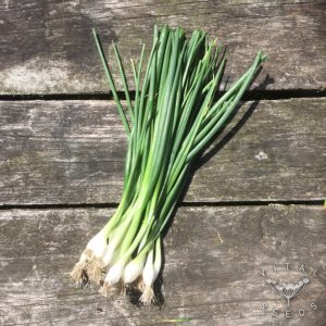 Spring onion seeds - Vital Seeds - UK organic seeds for your garden