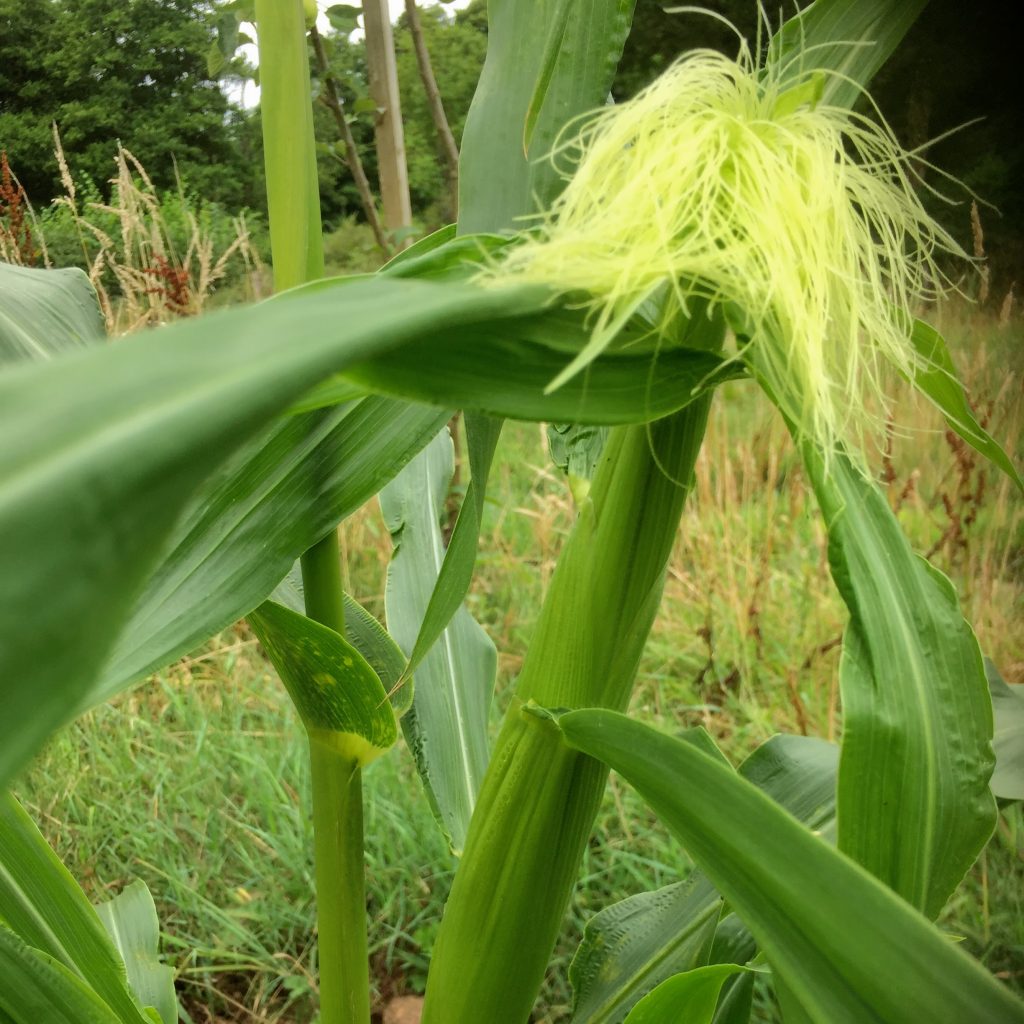 Sweetcorn - Golden Bantam (Organic) - Vital Seeds