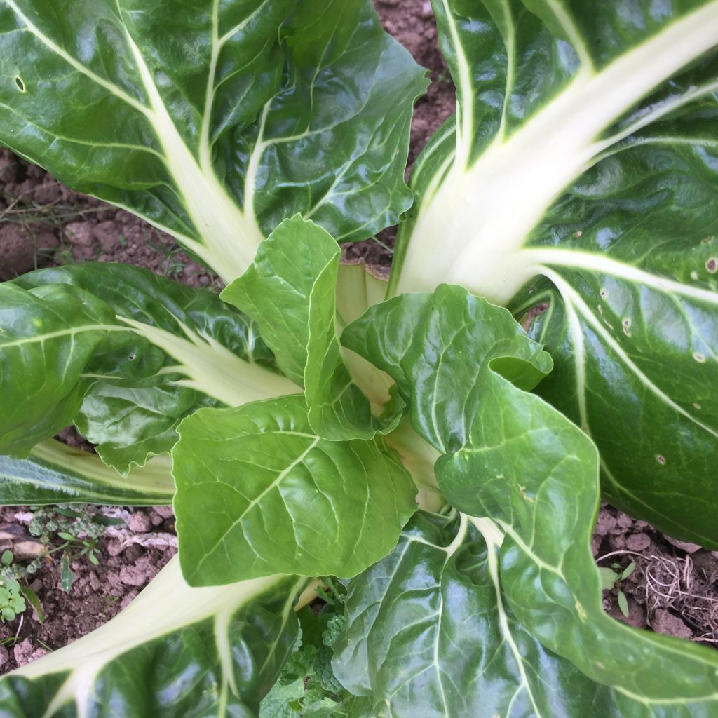 Chard Seeds - Vital Seeds - The best organic varieties for UK